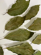 natural avocado leaf infusion