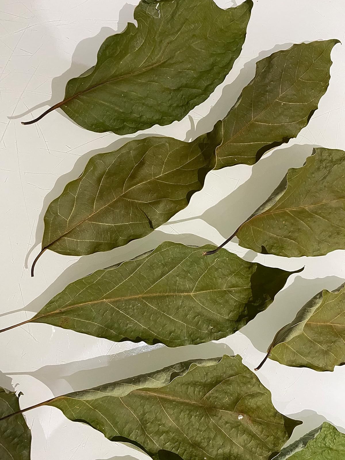 natural avocado leaf infusion