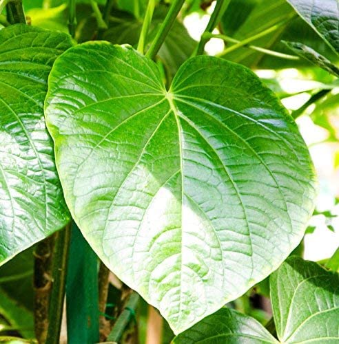 natural balance kava kava formula
