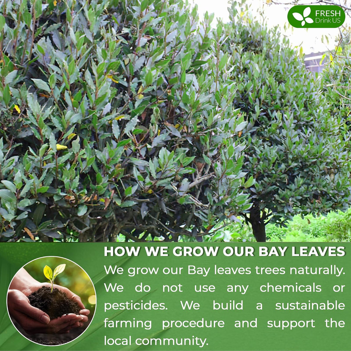 Natural bay leaves for herbal detox tea