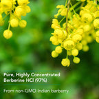 Natural berberine for blood sugar support