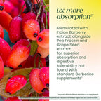 natural berberine phytosome for digestive support