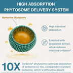 Natural berberine phytosome for vitality