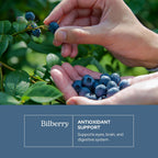 natural bilberry supplement for antioxidants