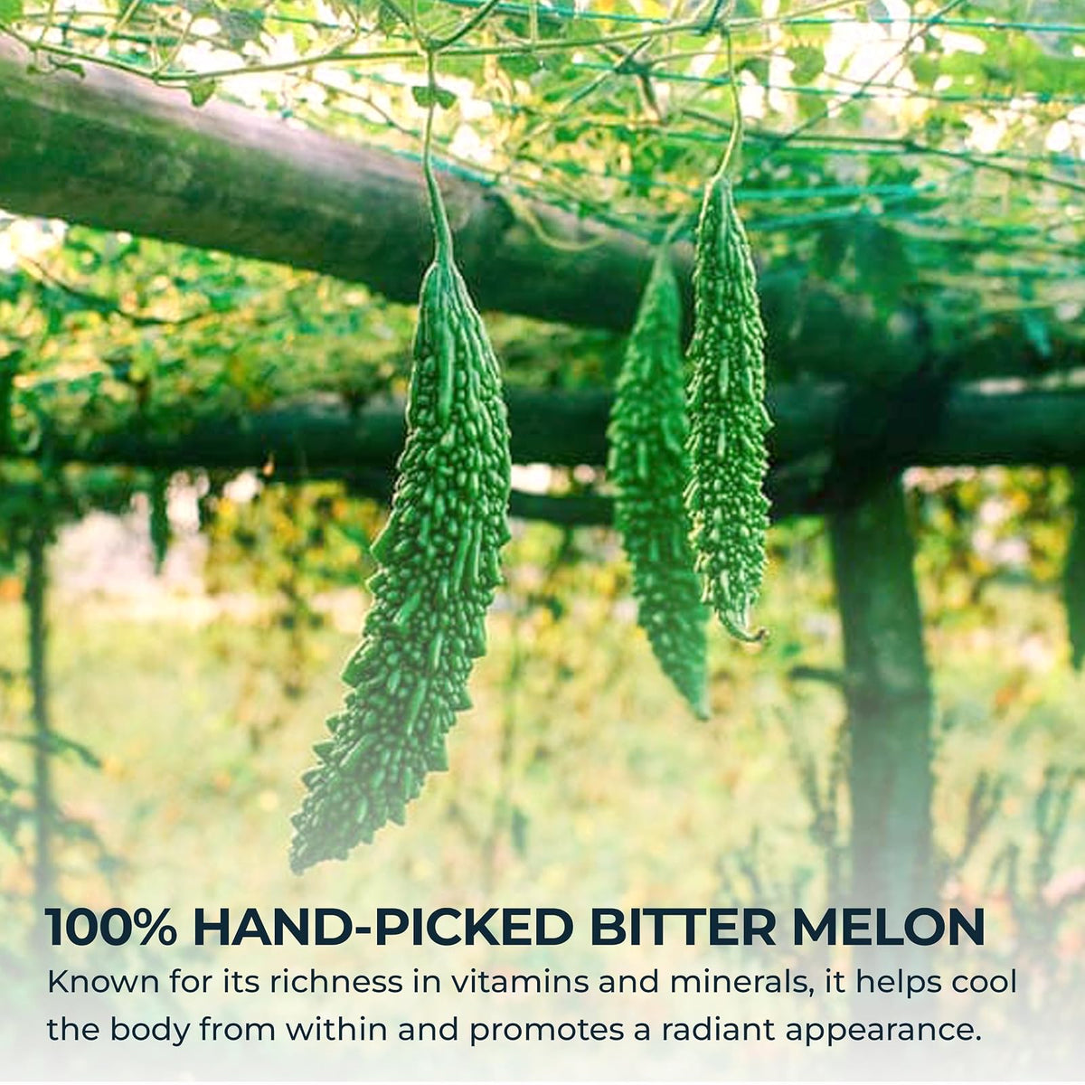 natural bitter melon tea benefits