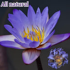 Natural blue dried flowers tea