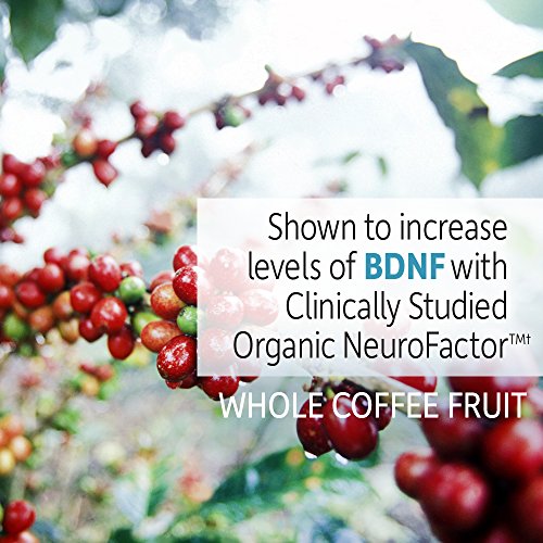 natural brain health supplements for students