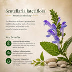 natural brain support supplement