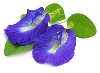 natural brain support with Shankhpushpi