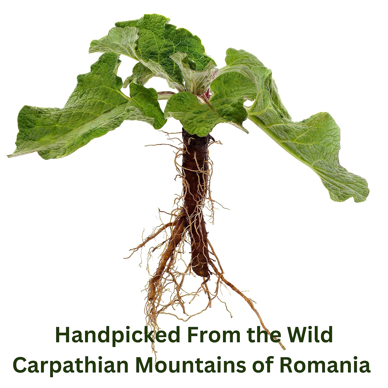 natural burdock root tea for wellness
