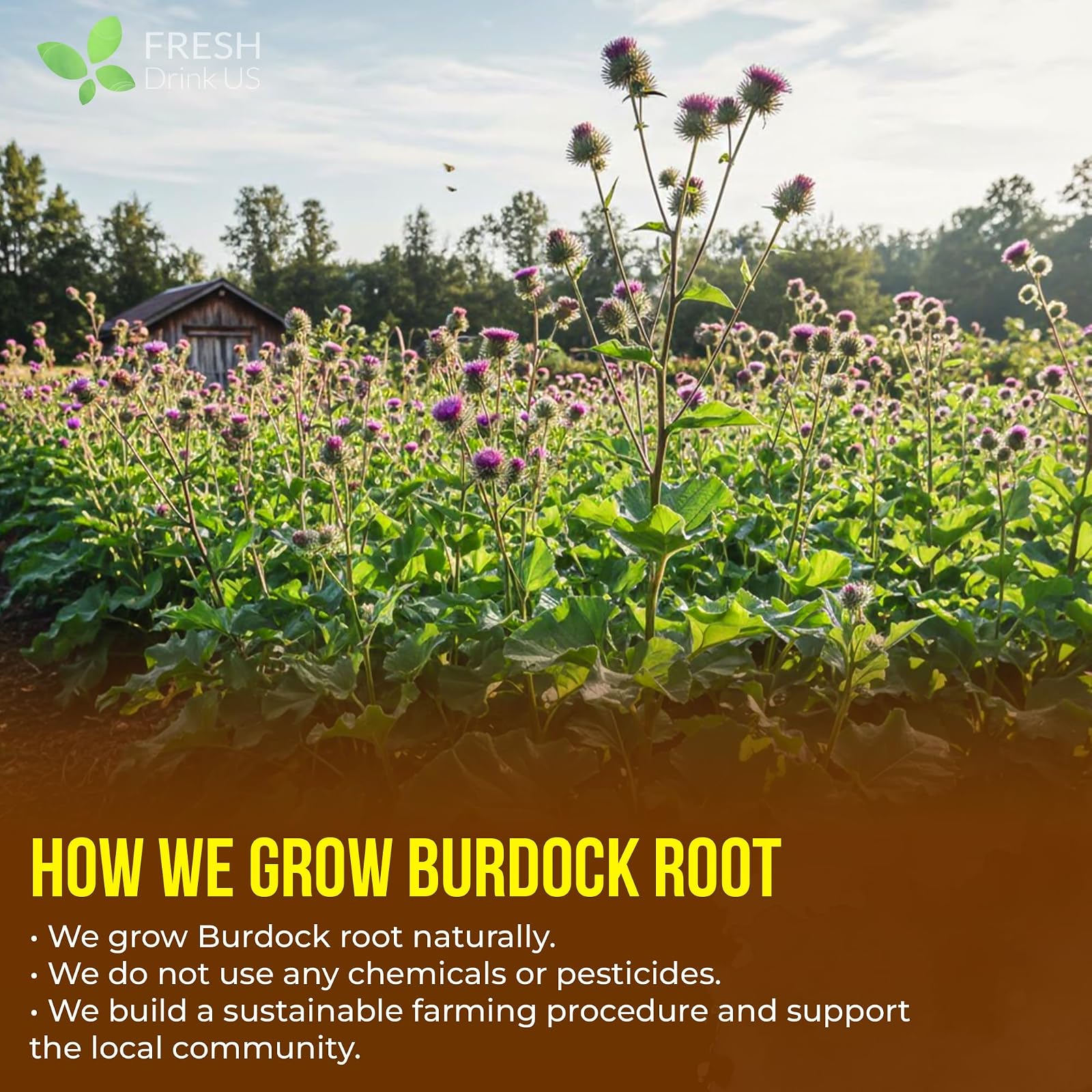 natural burdock root tea infusion