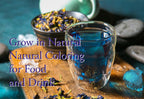 Natural butterfly pea flower infusion