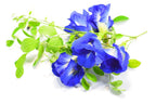 natural butterfly pea herbal infusion