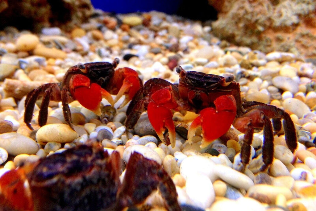 natural calcium for aquarium health