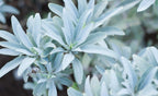natural calming white sage tea