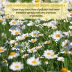 natural chamomile tea for digestion
