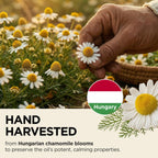 natural chamomile tea for relaxation