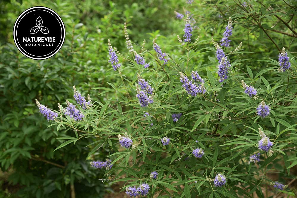 Natural chasteberries for wellness support