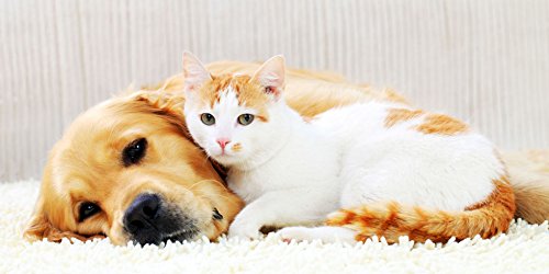 Natural chews for pet urinary health