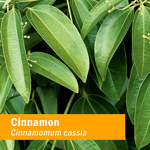 natural cinnamon extract for wellness