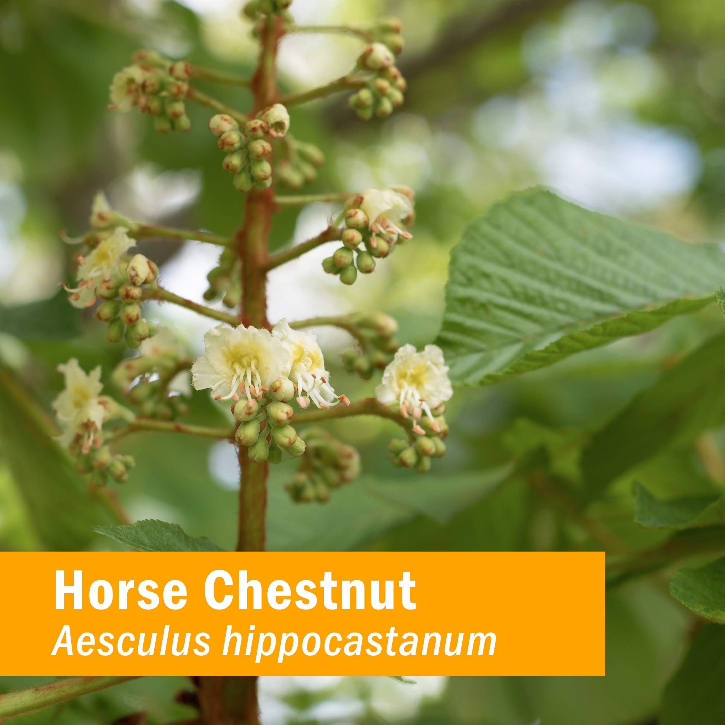 natural circulation booster drops