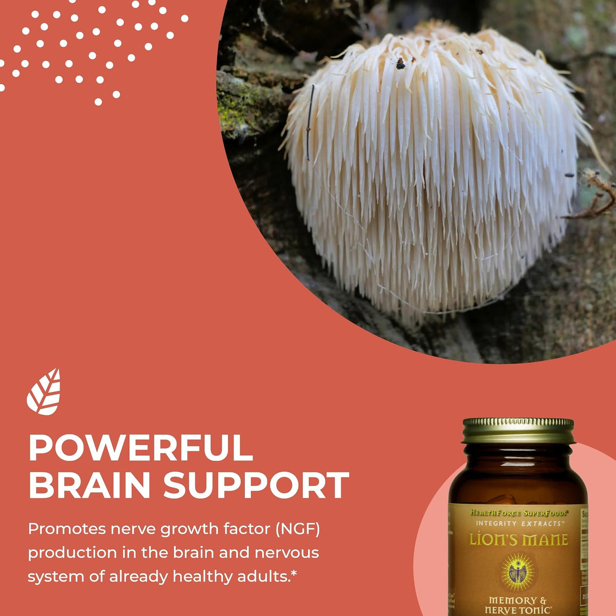 natural cognitive support Lion's Mane