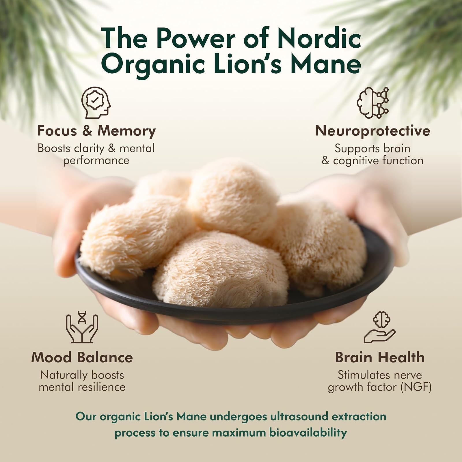 Natural cognitive support Lion's Mane
