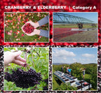 Natural cranberry elderberry health benefits