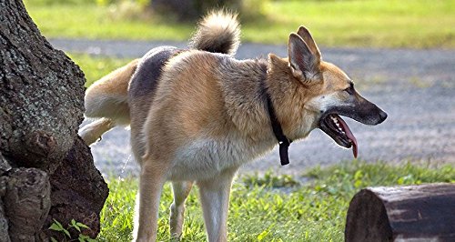 natural cranberry extract for dogs