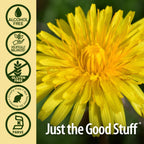 natural dandelion detox support