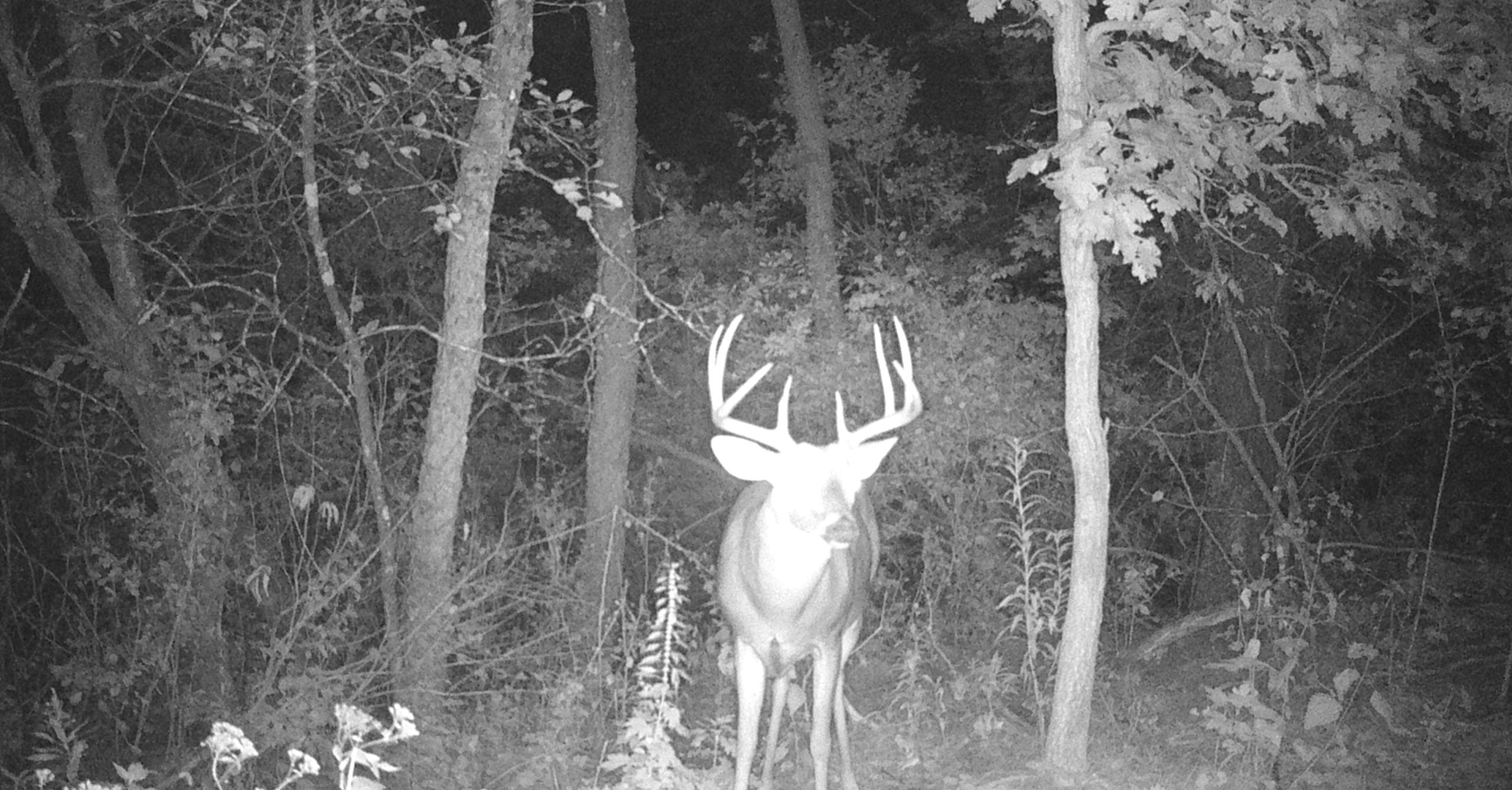 natural deer growth supplements Canada
