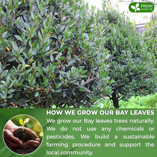 natural detox bay leaf tea