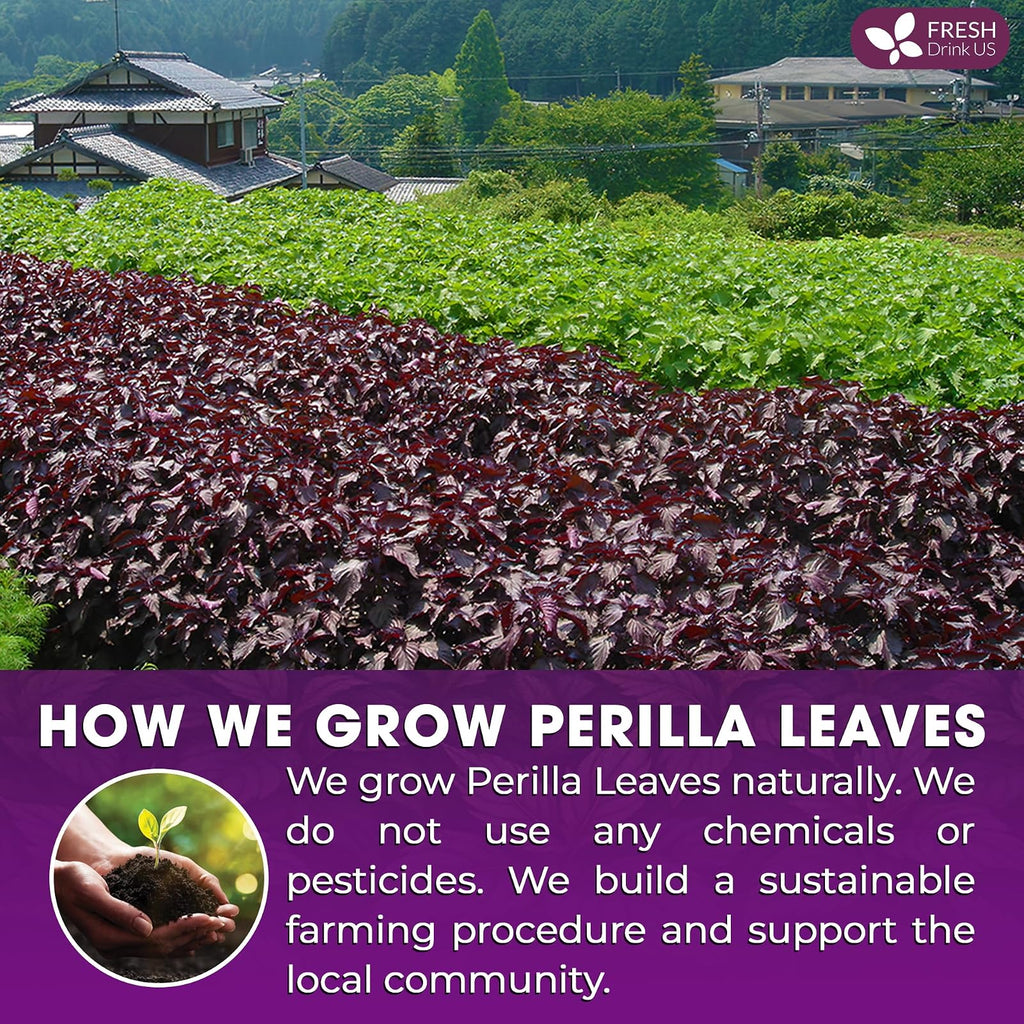 natural detox perilla leaf tea