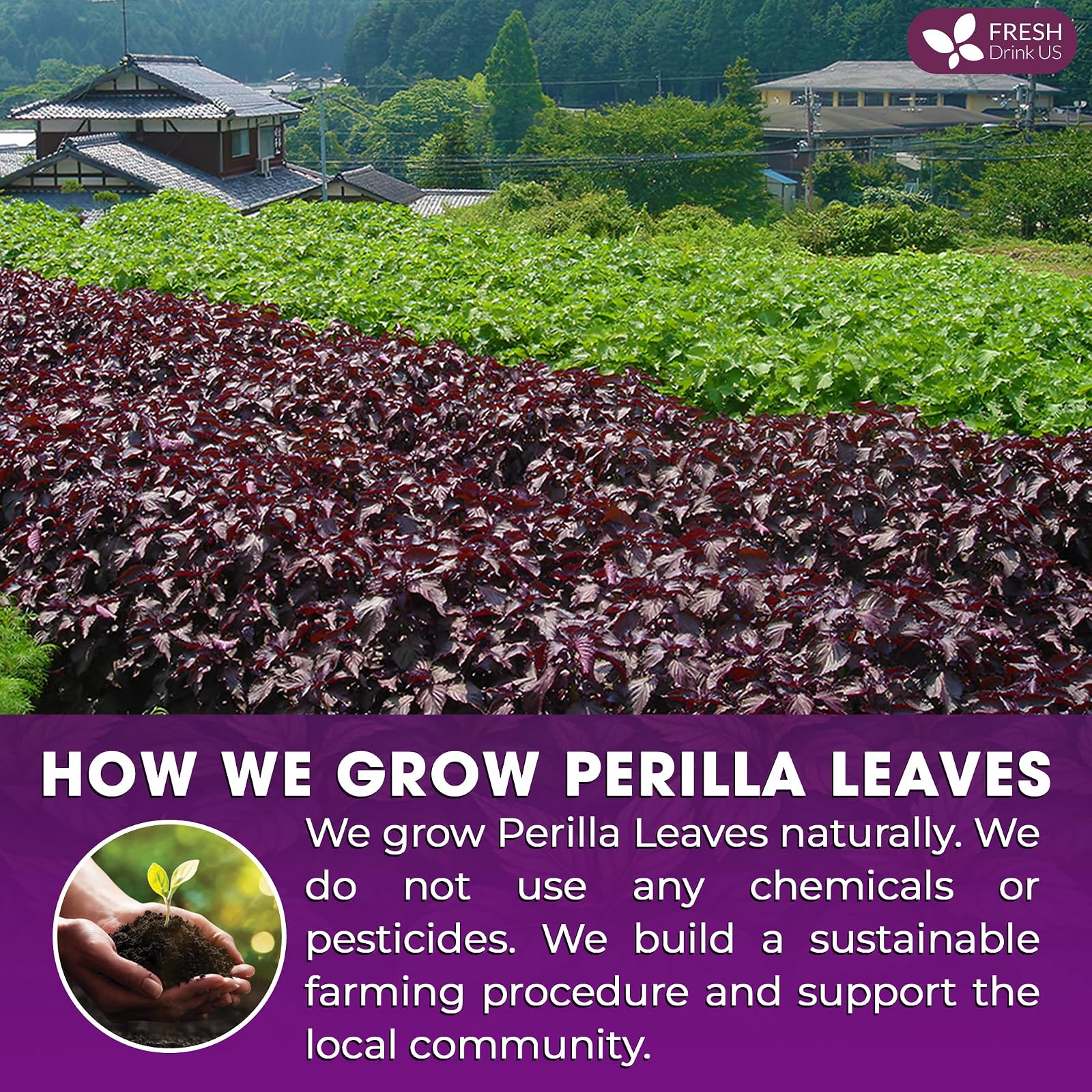 natural detox perilla leaf tea
