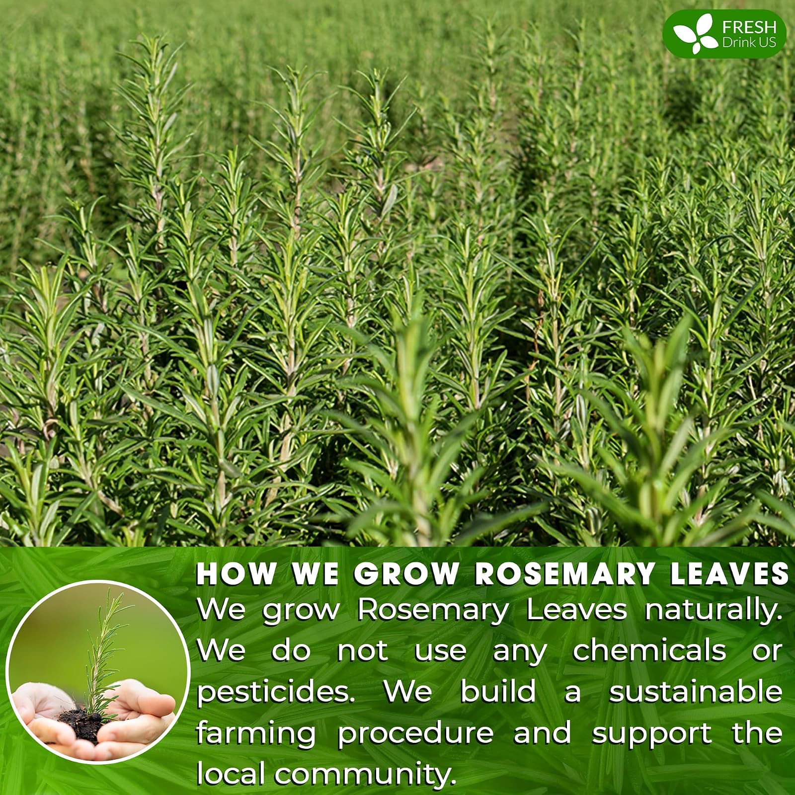 natural detox rosemary leaf tea