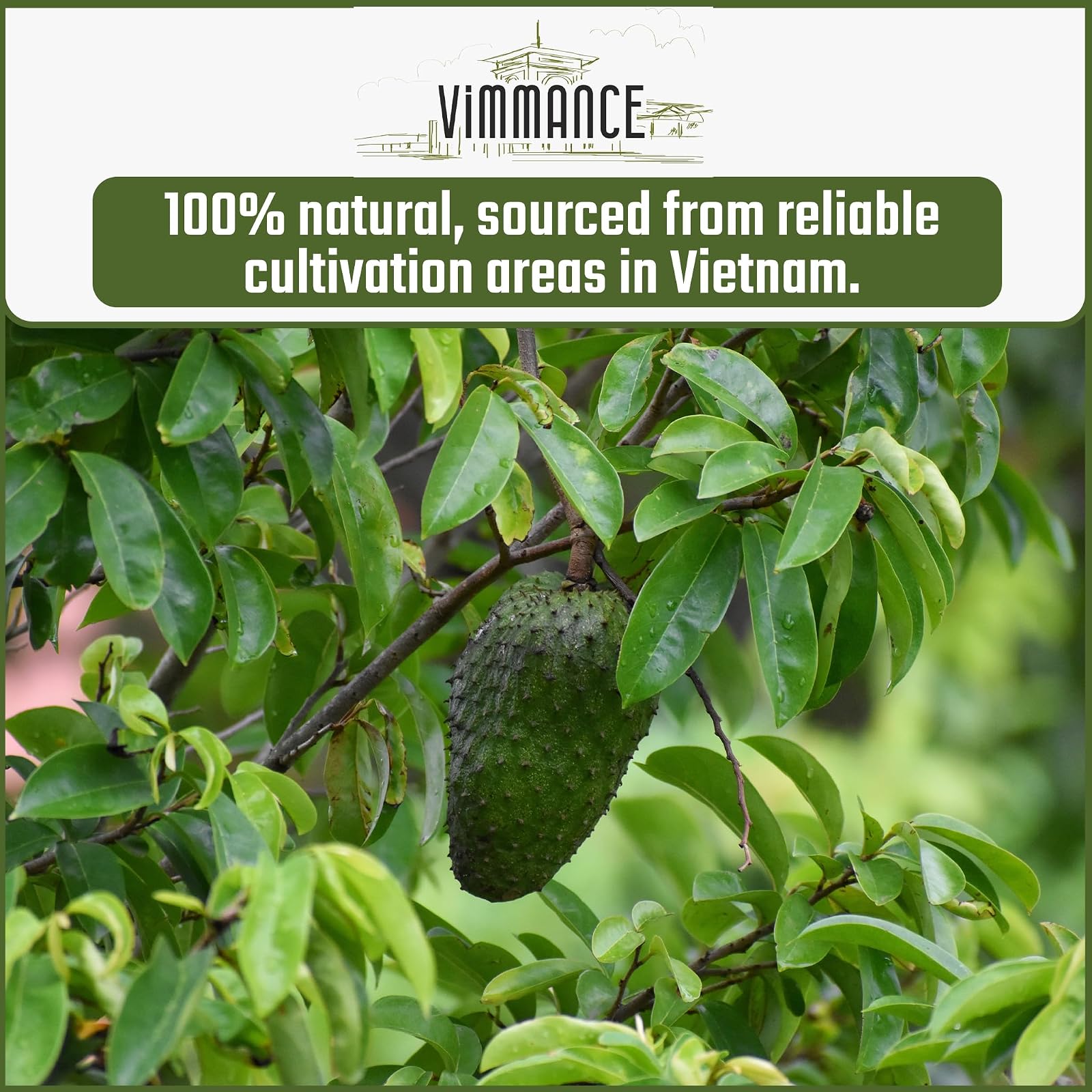natural detox soursop tea