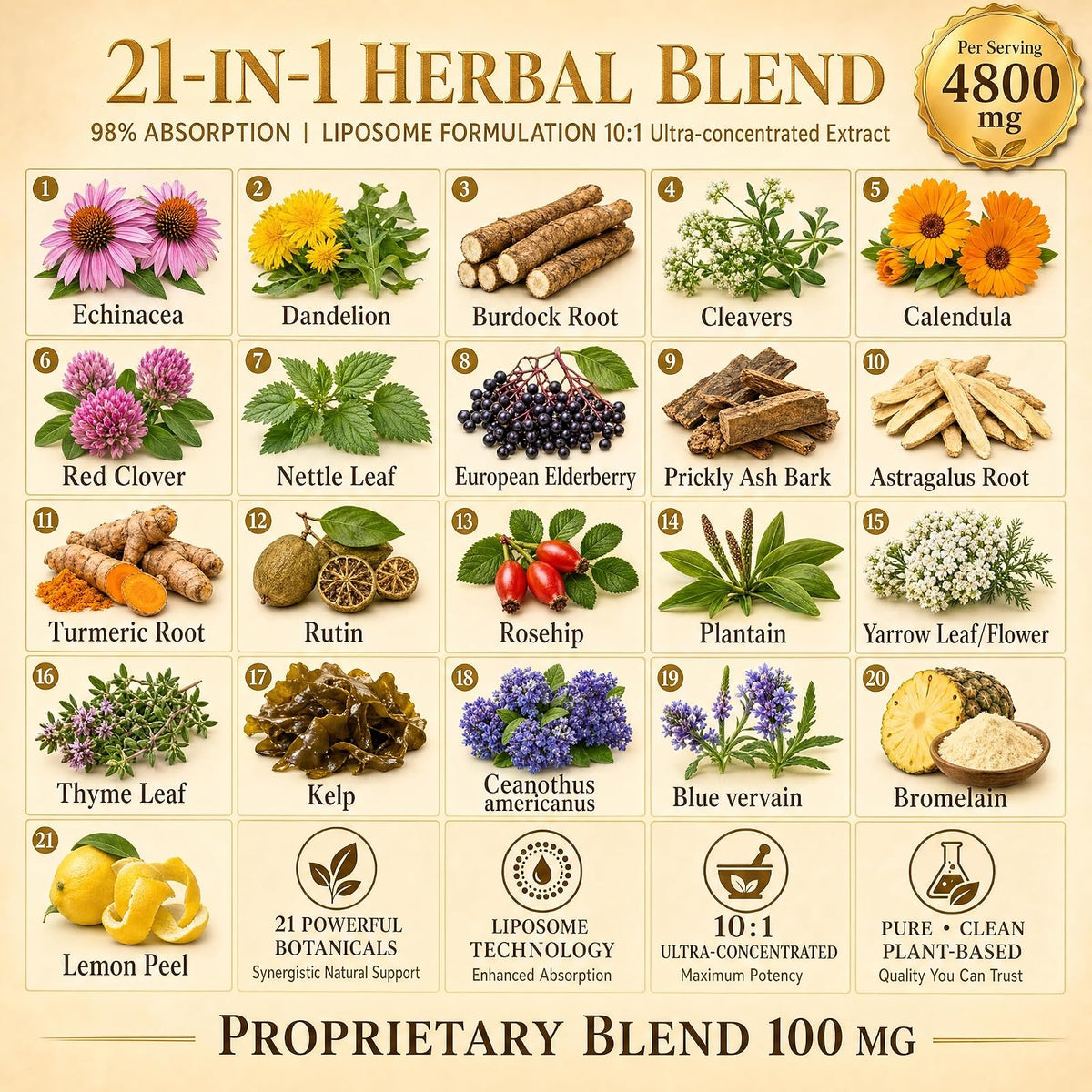Natural detox support with echinacea