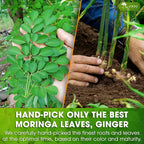 natural detox tea with ginger