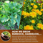 natural detox with burdock tea