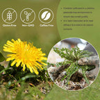 natural detox with dandelion root