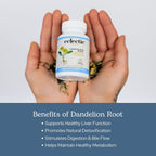 Natural detox with Dandelion Root