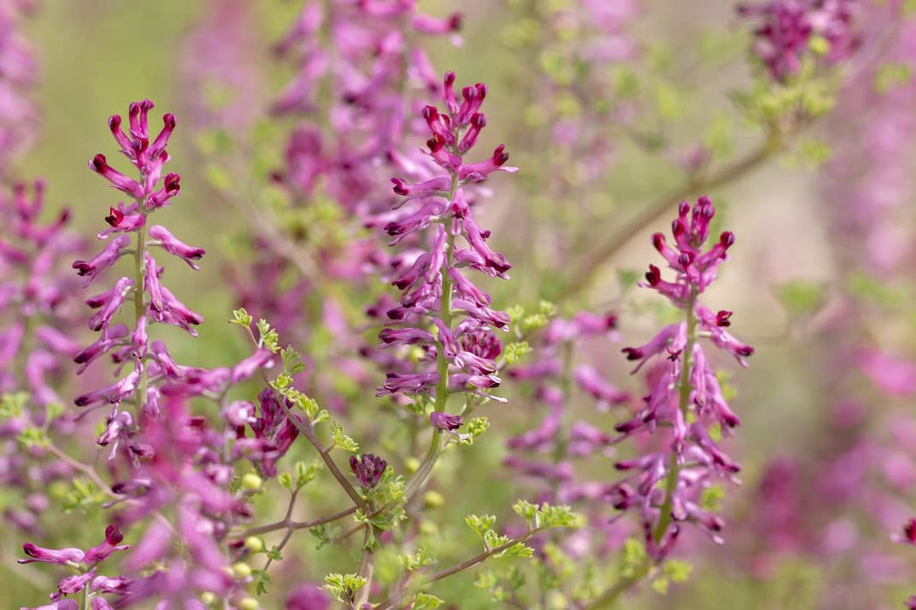 Natural detox with Fumitory herb tea