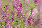 Natural detox with Fumitory herb tea