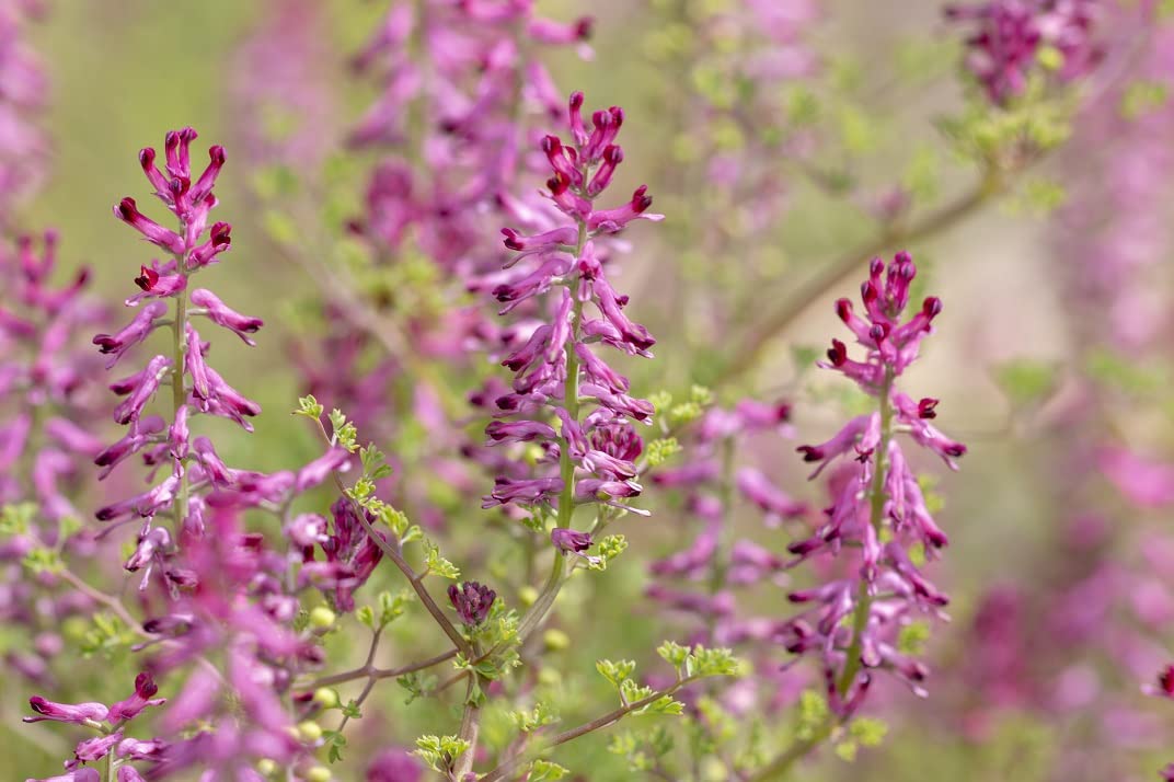 Natural detox with Fumitory herb tea