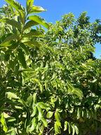 natural detox with guava leaves