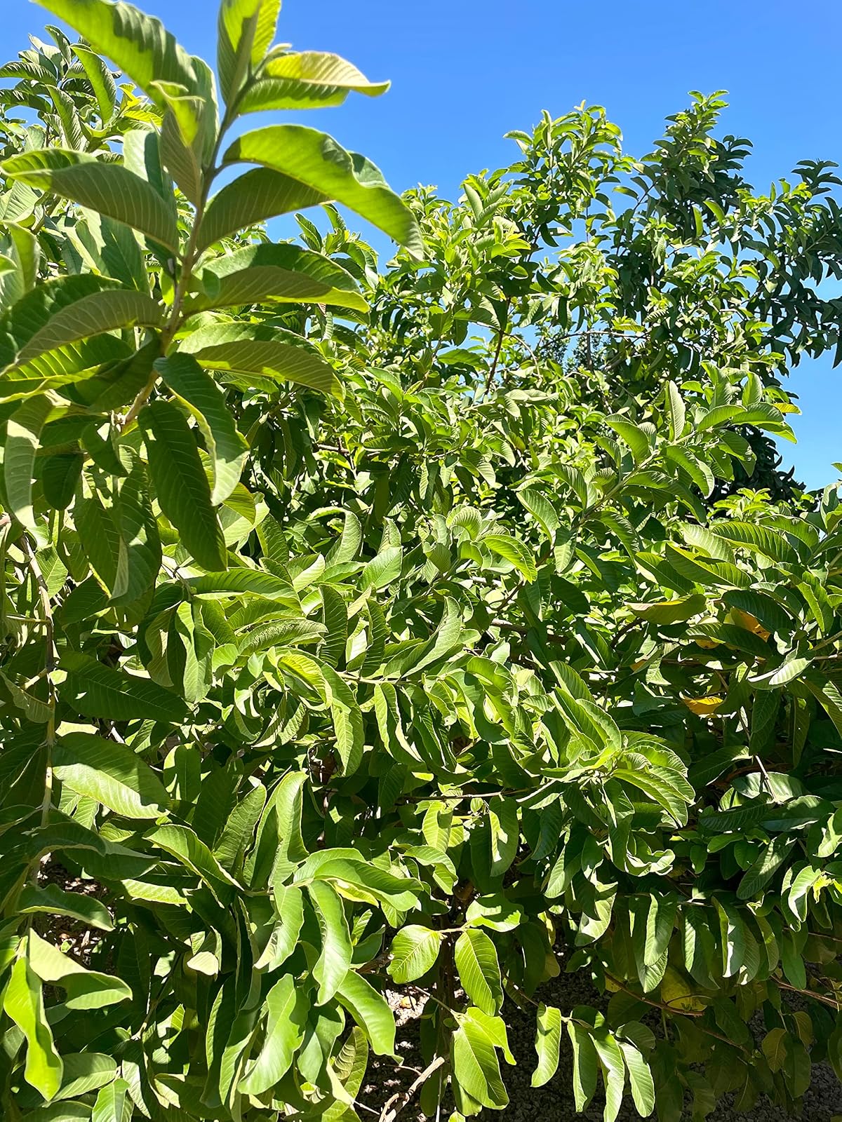 natural detox with guava leaves