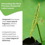Natural detox with lotus leaves tea