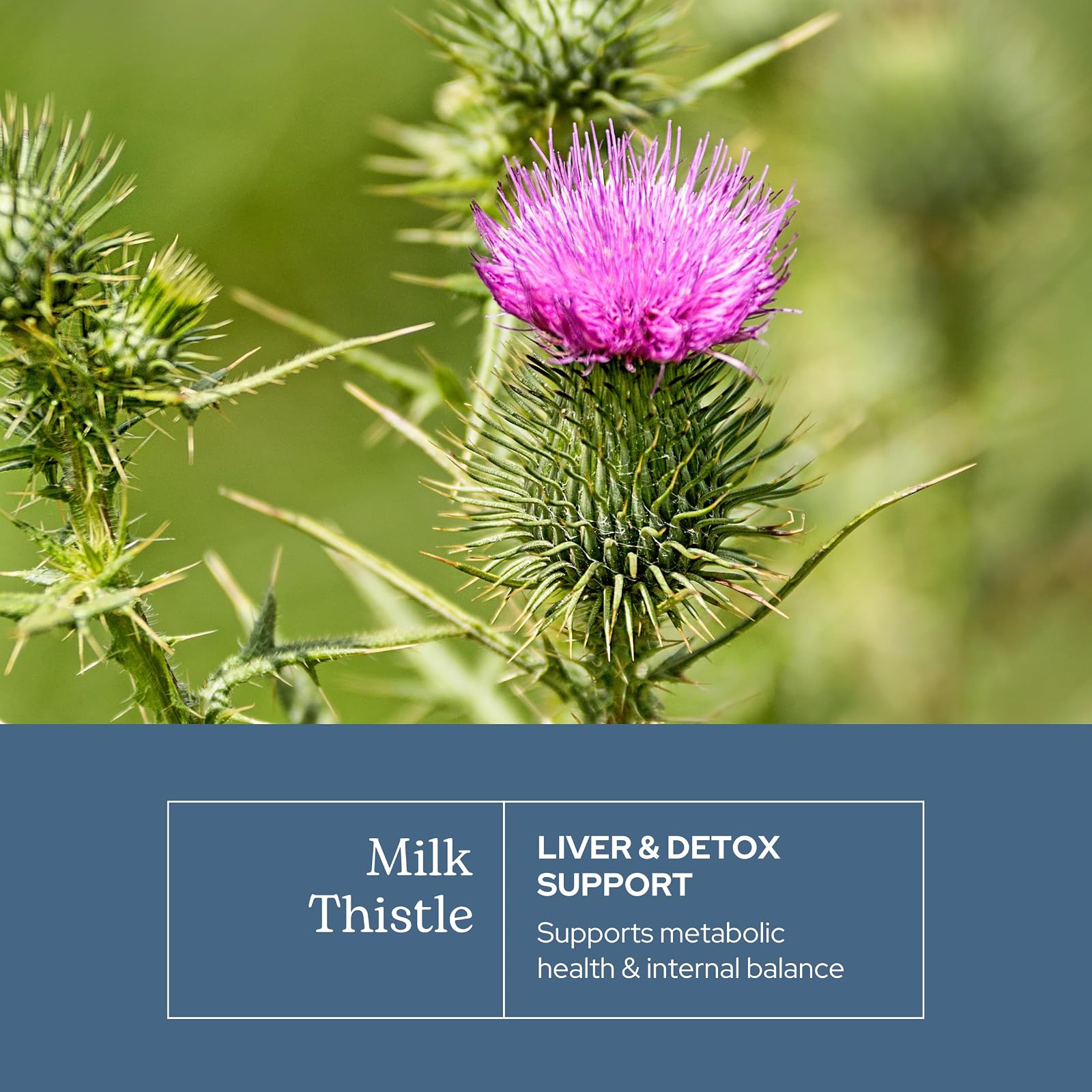natural detox with milk thistle