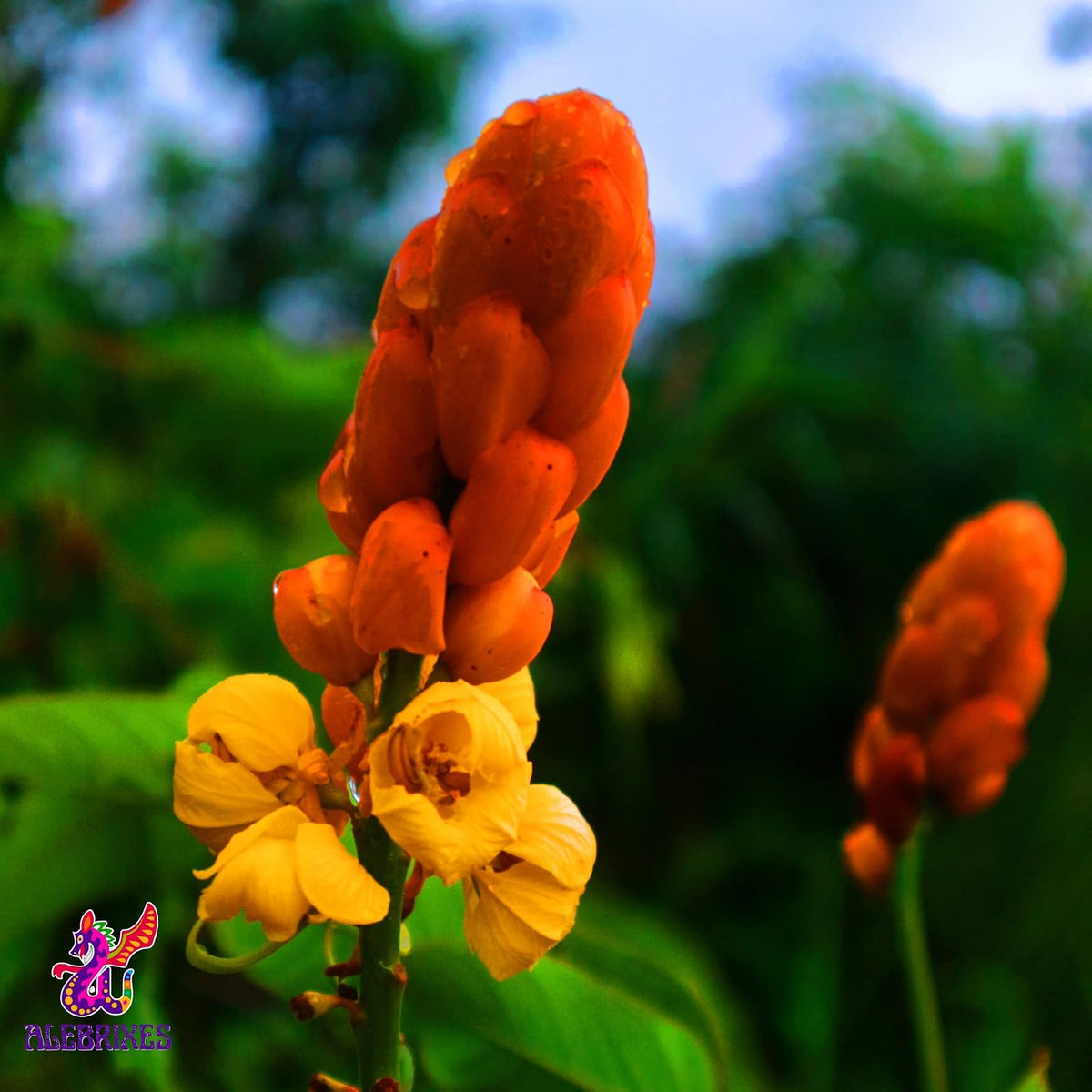 Natural detox with Senna pods