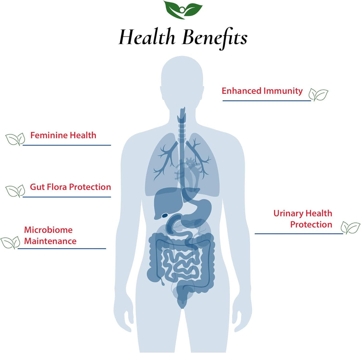 natural digestive aid for wellness